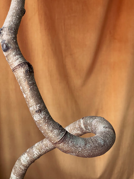 Ficus benjamina – FLO atelier botânico
