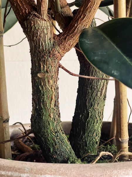 Ficus elastica 'Burgundy' torre – FLO atelier botânico